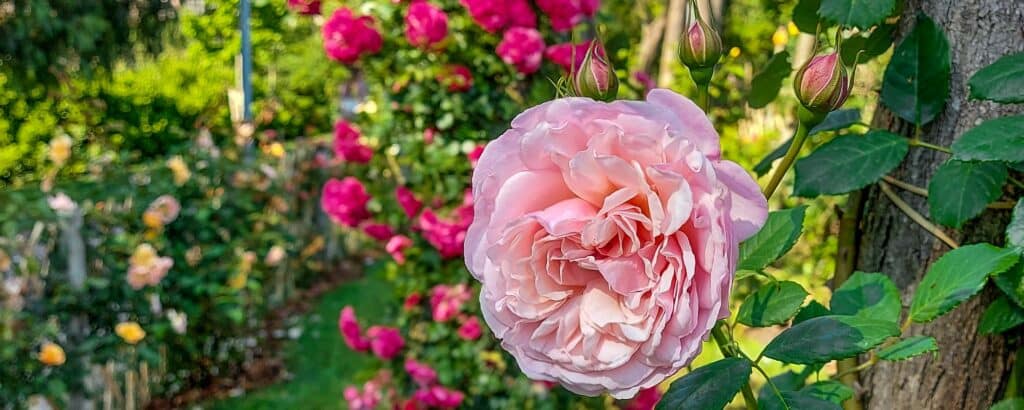 Variedades de rosal - Cosas de rosas