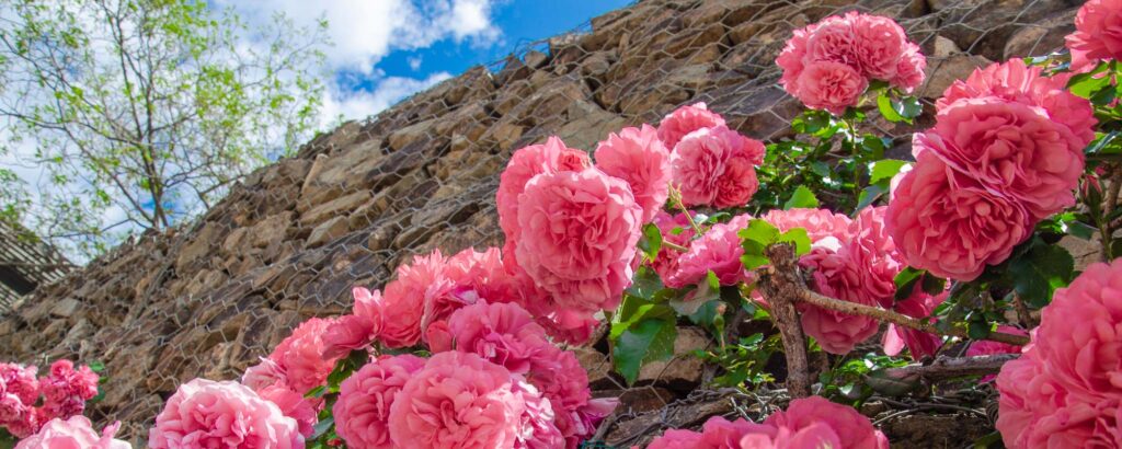 Bienvenido al mundo de las rosas - Cosas de rosas