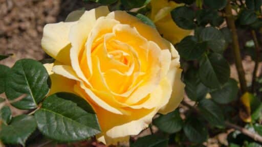 Variedades de rosal - Cosas de rosas